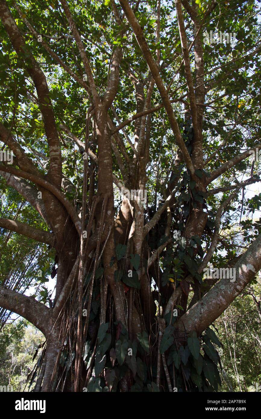 Tree Thailand, Chiang Mai province Stock Photo - Alamy