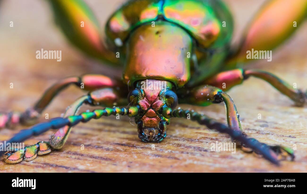 Purple Green Frog Legged Leaf Beetle in macro Stock Photo - Alamy
