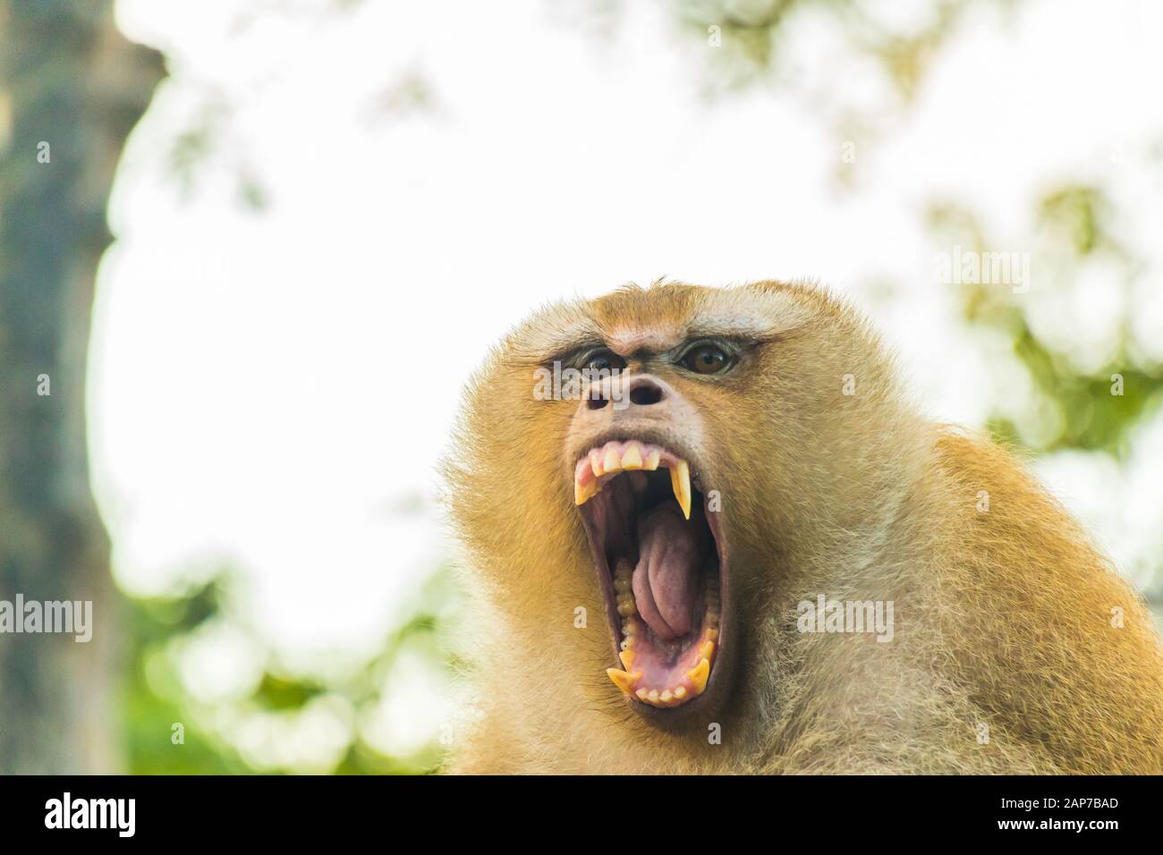 Monkey hill phuket thailand hi-res stock photography and images - Alamy