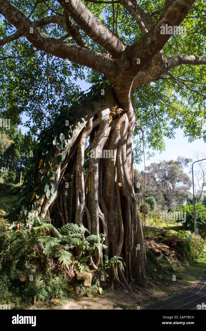 Tree Thailand, Chiang Mai province Stock Photo - Alamy