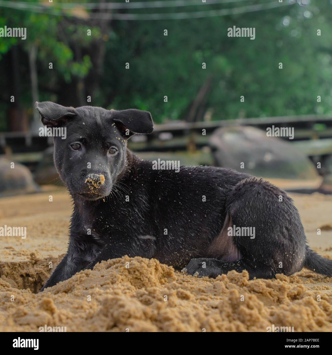 Black Puppy playing in the Sand on a Beach Stock Photo - Alamy