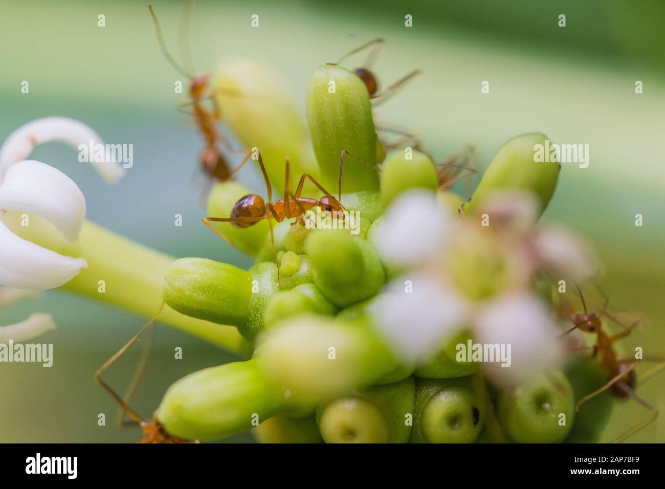 Ant crawling on flower hi-res stock photography and images - Alamy