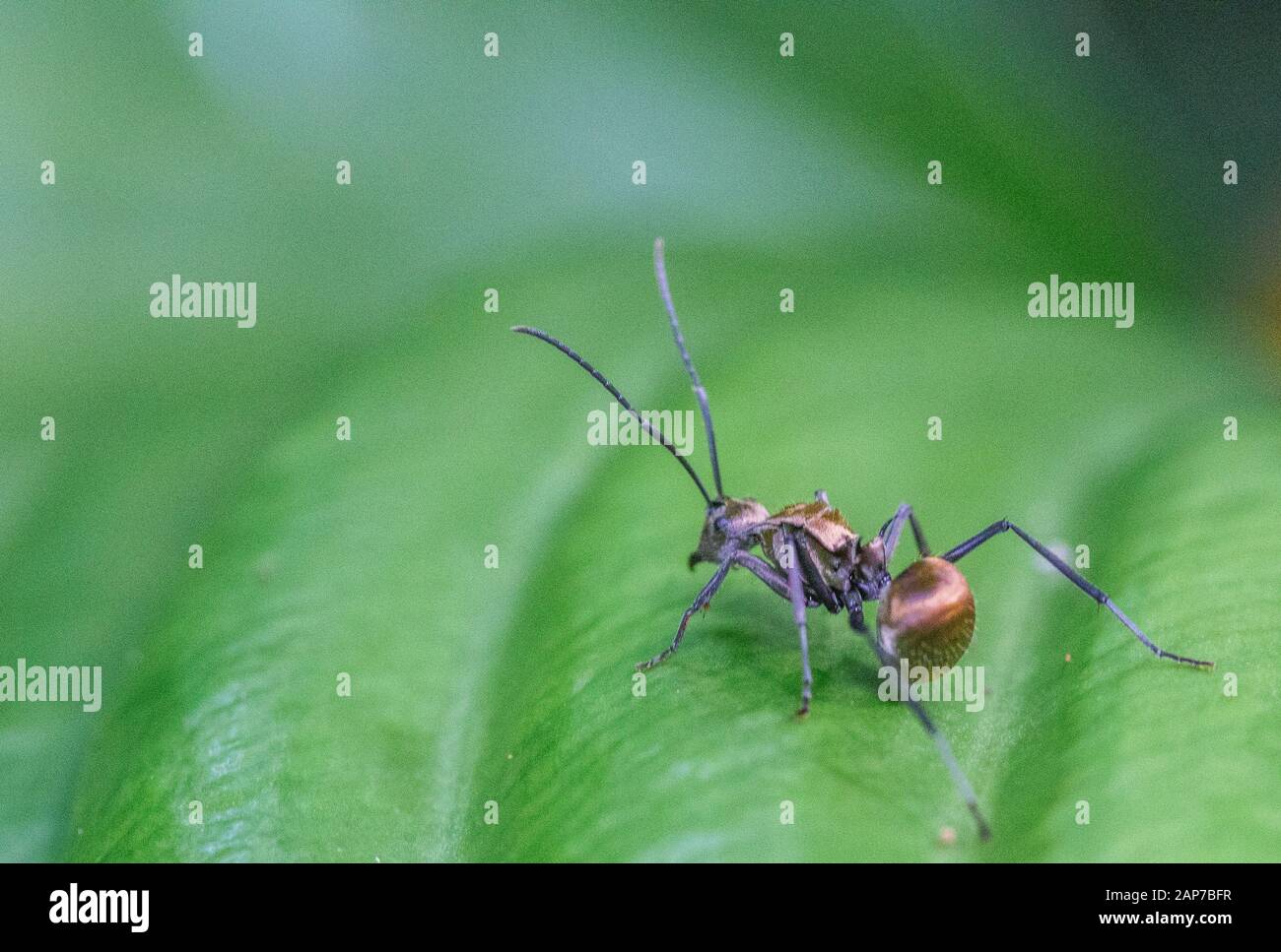 Ant on bush hi-res stock photography and images - Alamy