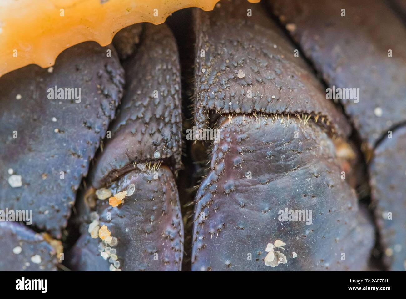 A Hermit Crab in a Shell Stock Photo - Alamy