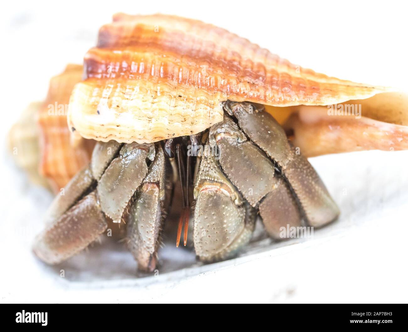 A Hermit Crab in a Shell Stock Photo - Alamy