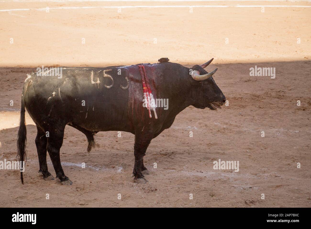 Bull fighting mexico hi-res stock photography and images - Alamy