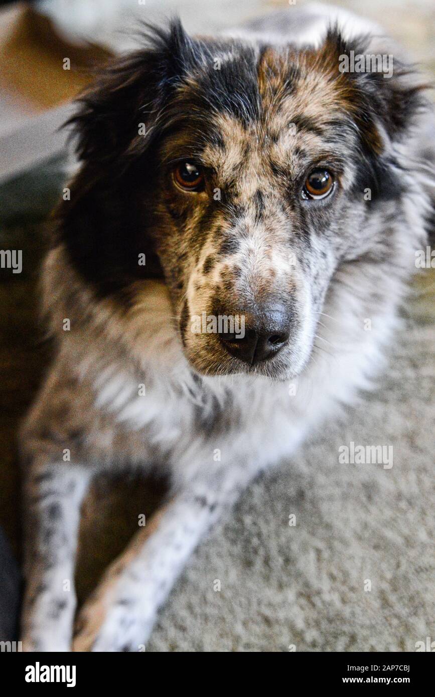Australian shepherd dog hi-res stock photography and images - Alamy