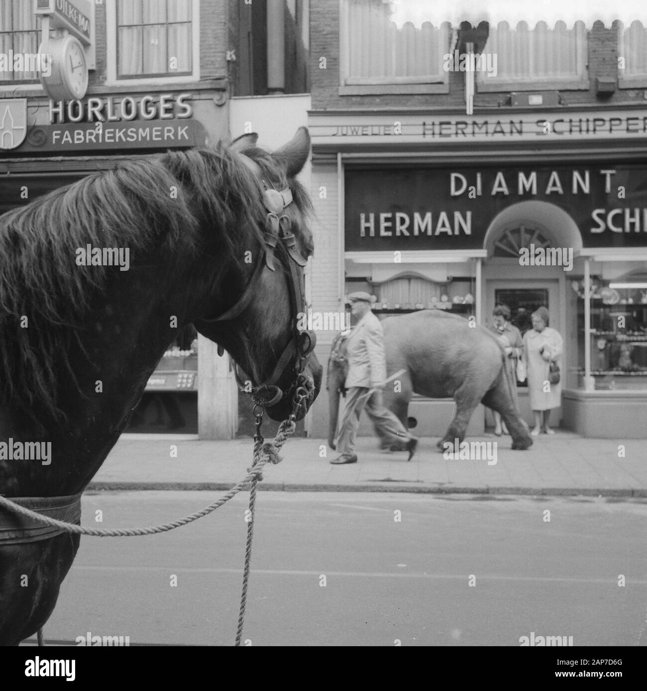 Baby elephant of circus Belli drinks lemonade at Hake Date: May 5, 1961 ...