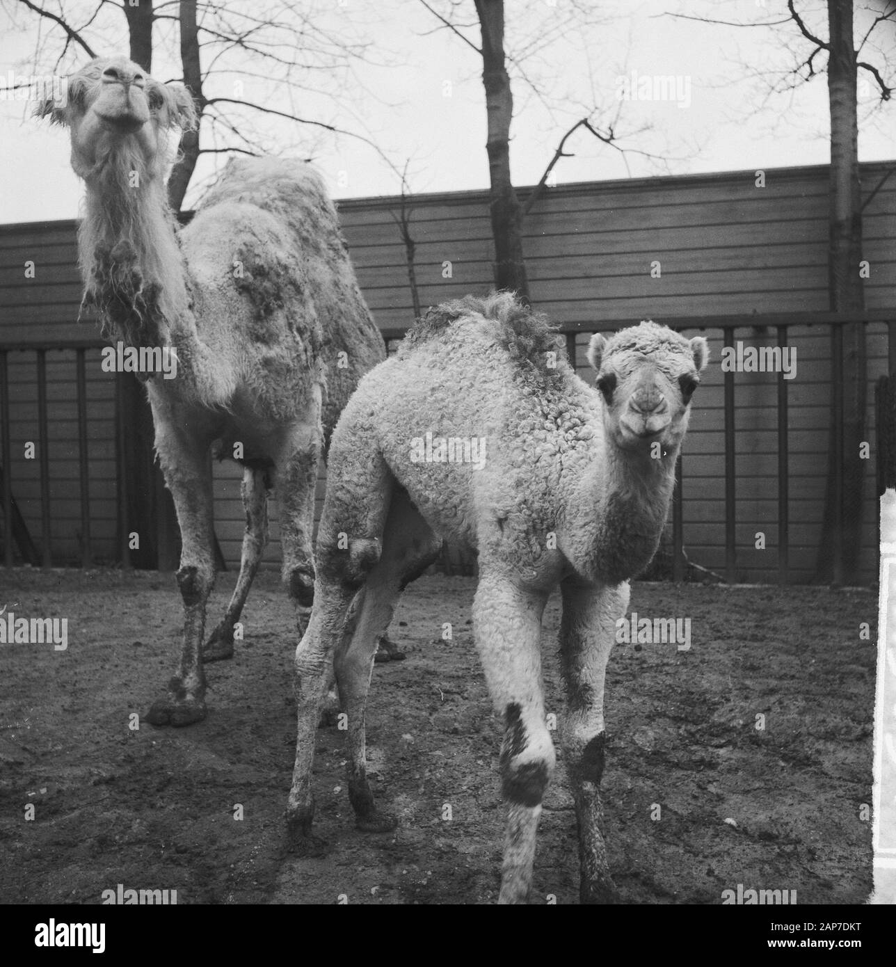 Babydromedaris born in Artis Date: April 4, 1961 Institution name ...