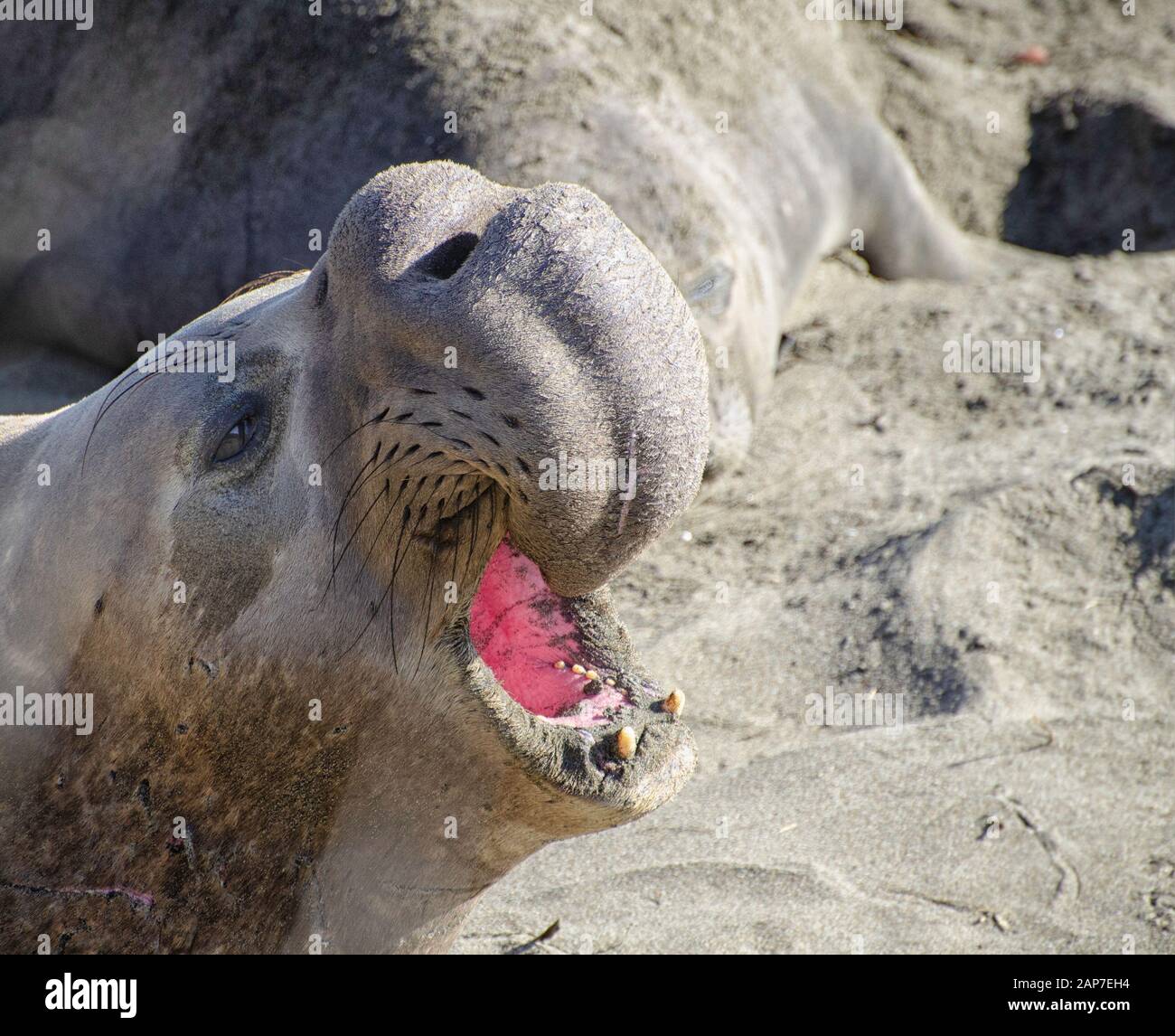 A male northern Elephant Seal (Mirounga angustirostris) bellows on the ...