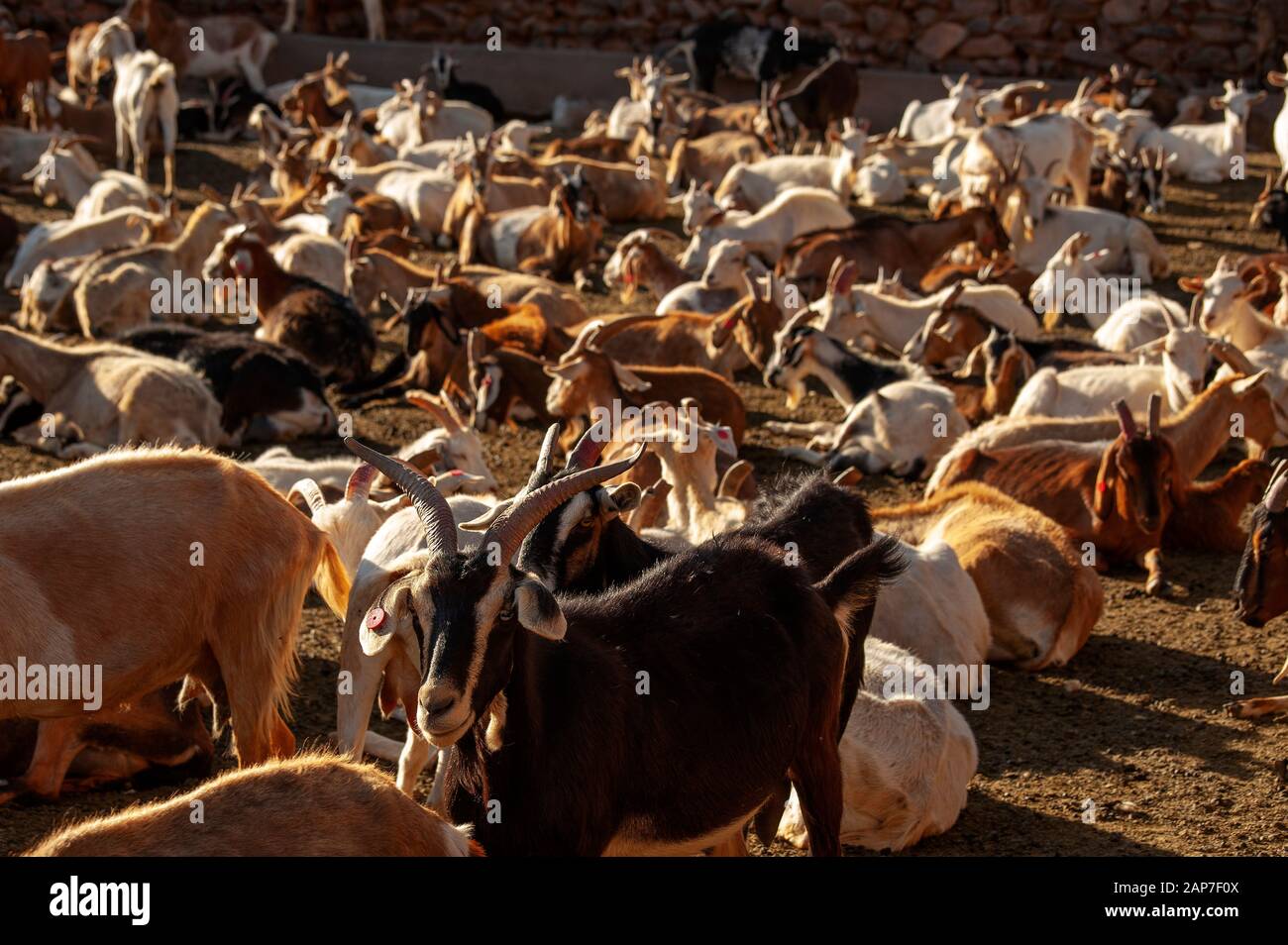 Goat flock on a corral near Ruta 40, La Puna, Argentina Stock Photo - Alamy