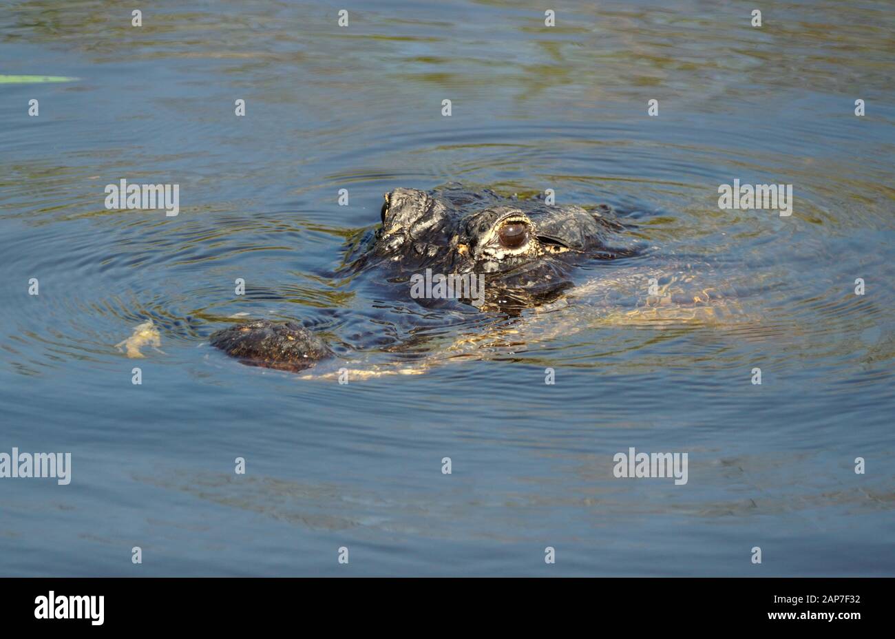 An alligator floating on top of the water in Everglades, Florida, U.S.A ...