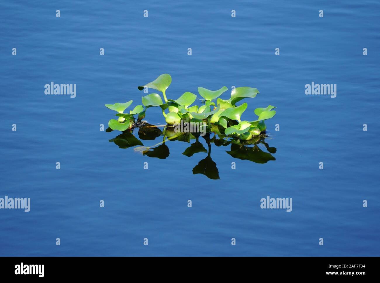 Floating water hyacinth plants near Everglades, Florida, U.S.A Stock ...