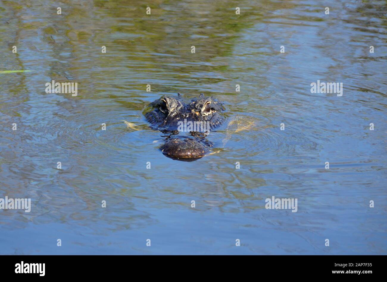 An alligator floating on top of the water in Everglades, Florida, U.S.A ...