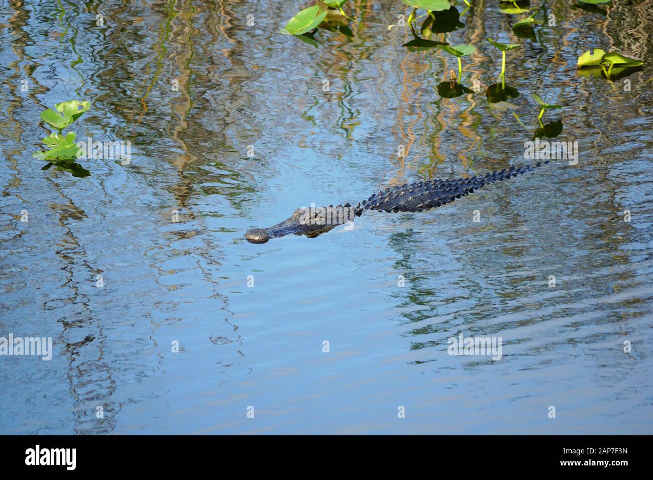 An alligator floating on top of the water in Everglades, Florida, U.S.A ...