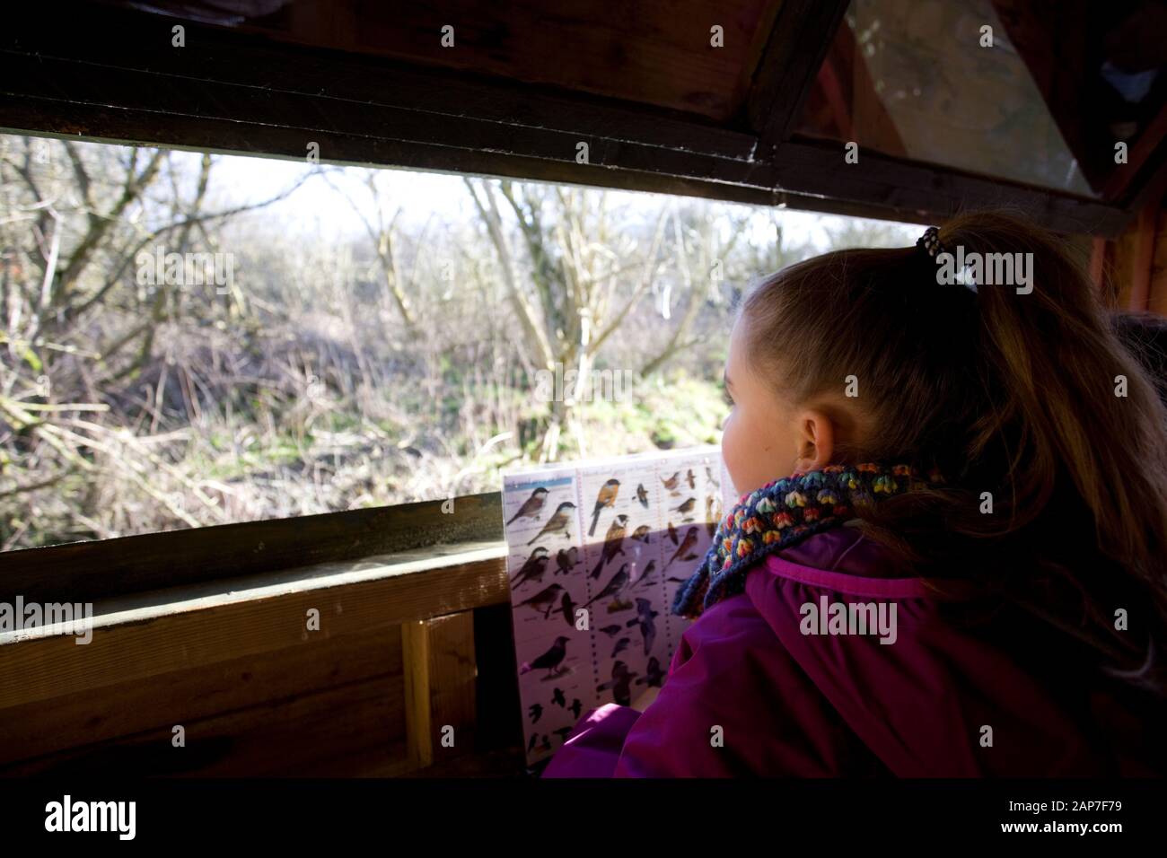 young girl looking out in bird hide. Oxfordshire England Stock Photo ...