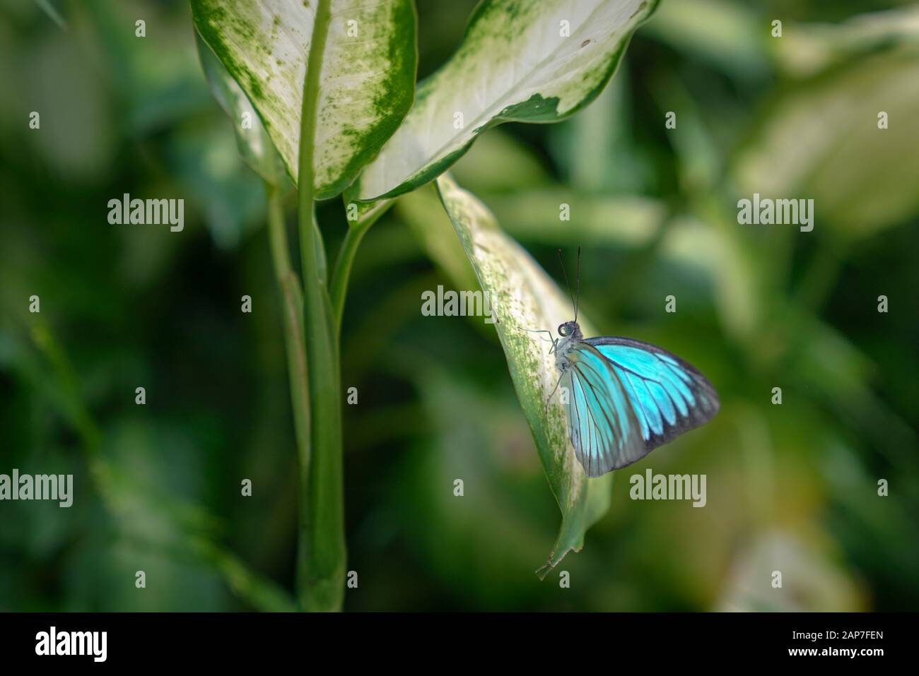Blue Morph butterfly resing on a green leaf. Nature background. Copy ...