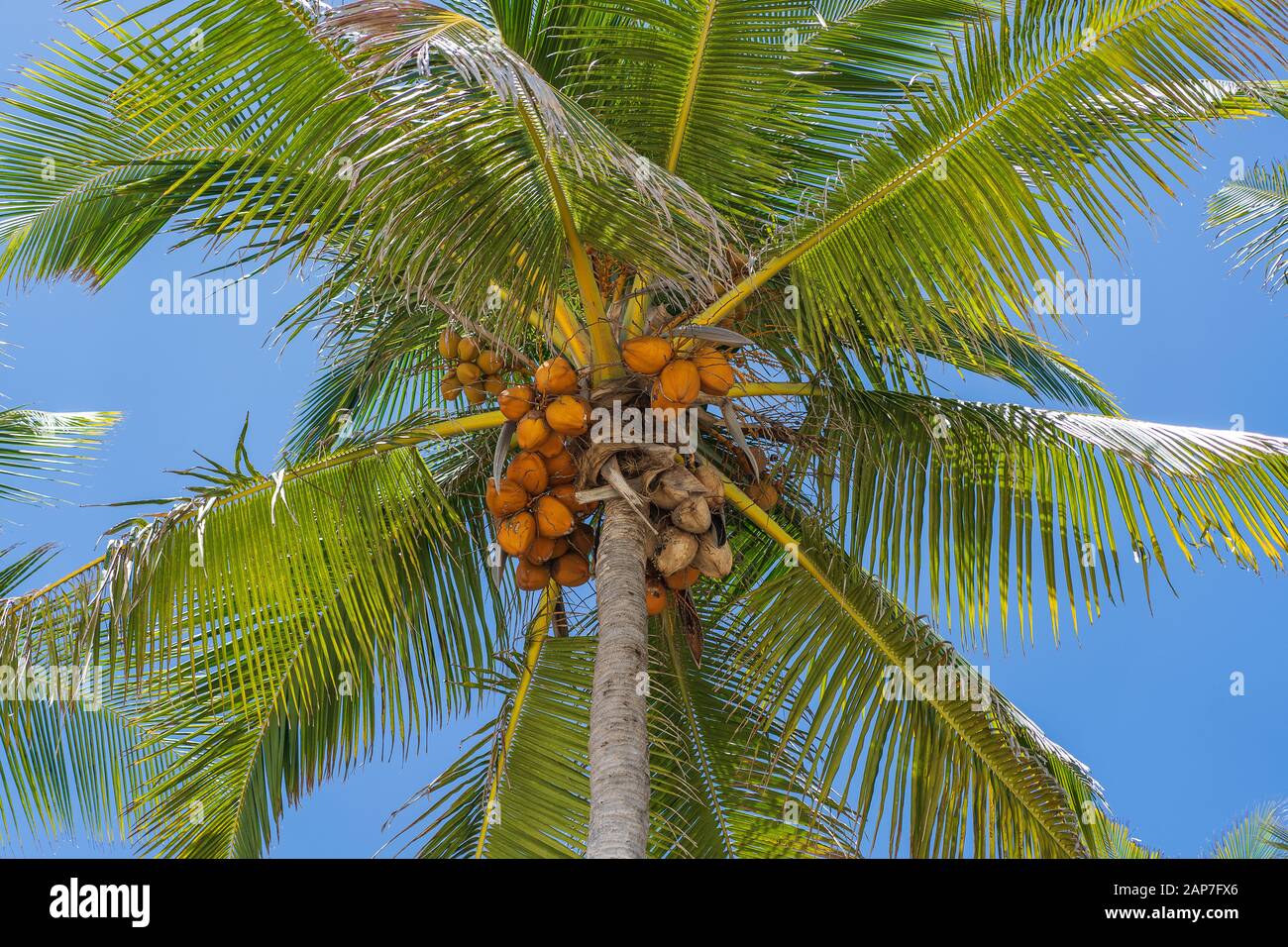 Coconut palm tree zanzibar tanzania hi-res stock photography and images ...