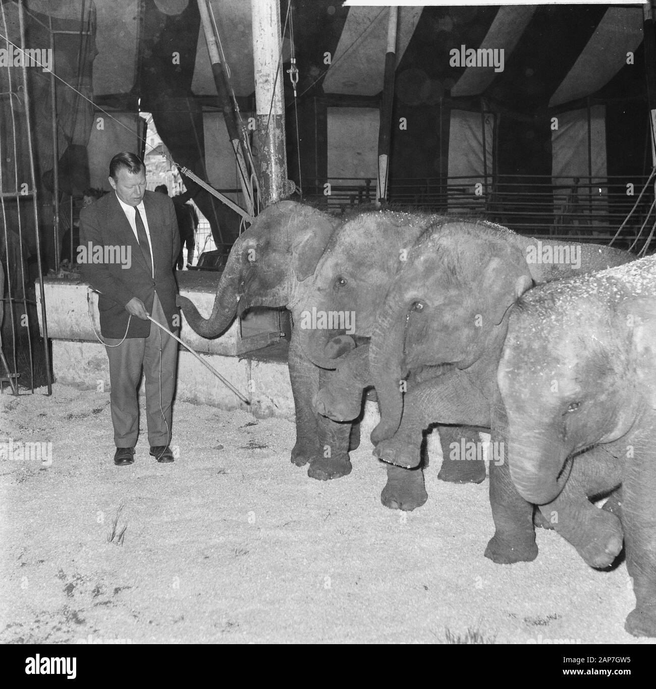 Tom kelling elephant hi-res stock photography and images - Alamy