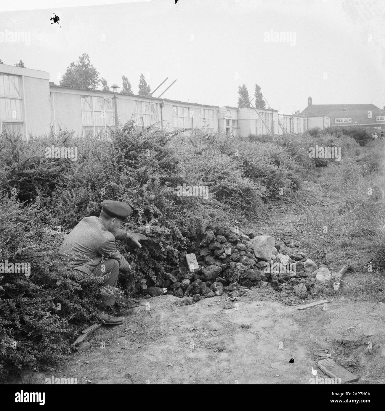 400 Rose bushes disappeared in the Orion plant Date: 19 July 1962 Stock ...