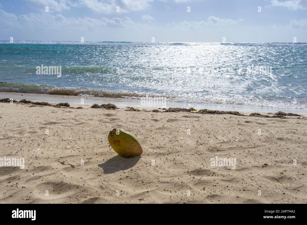 Coconut on beach Stock Photo - Alamy