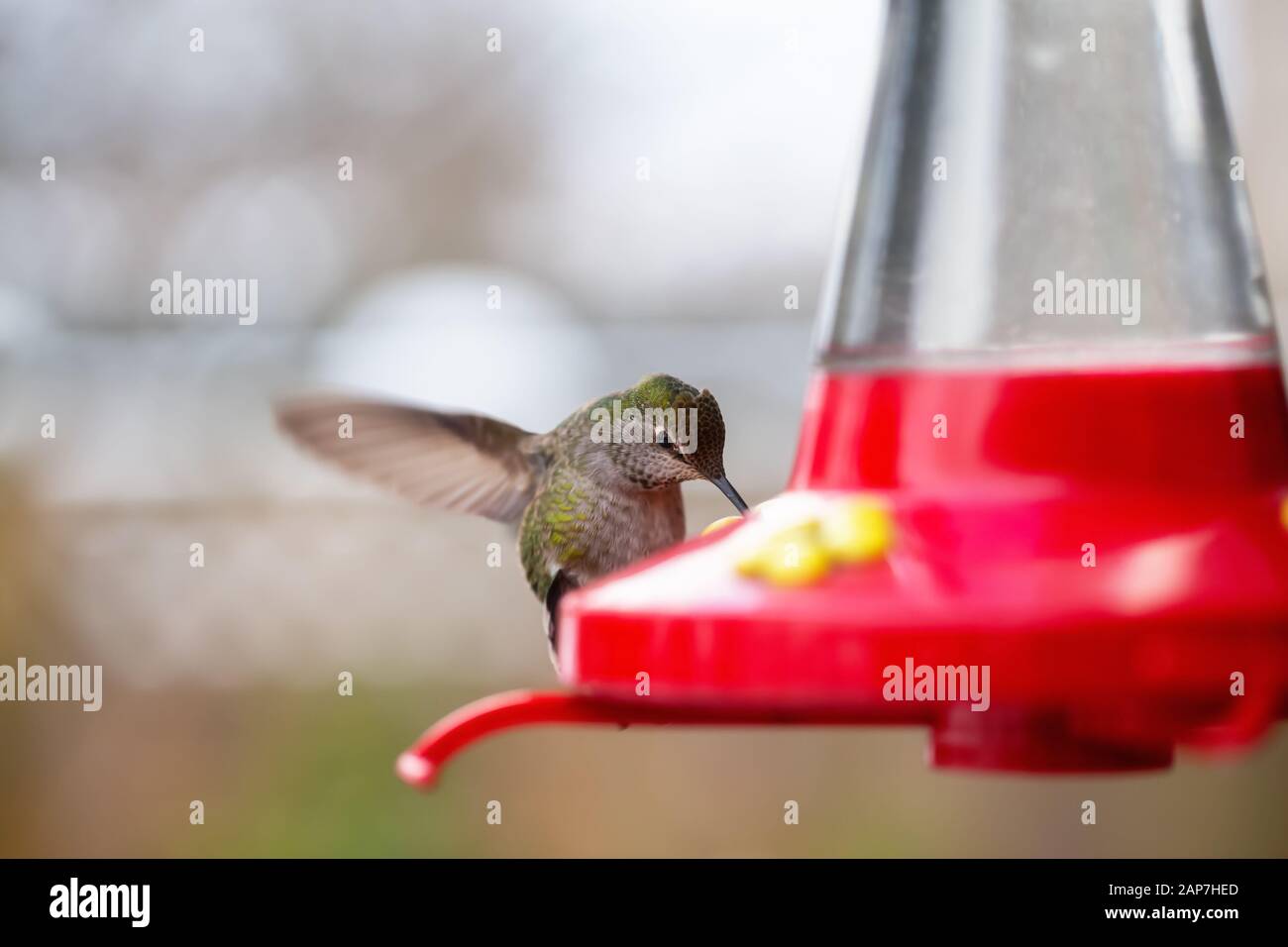 Small Little Colorful Bird, Colibri Stock Photo - Alamy