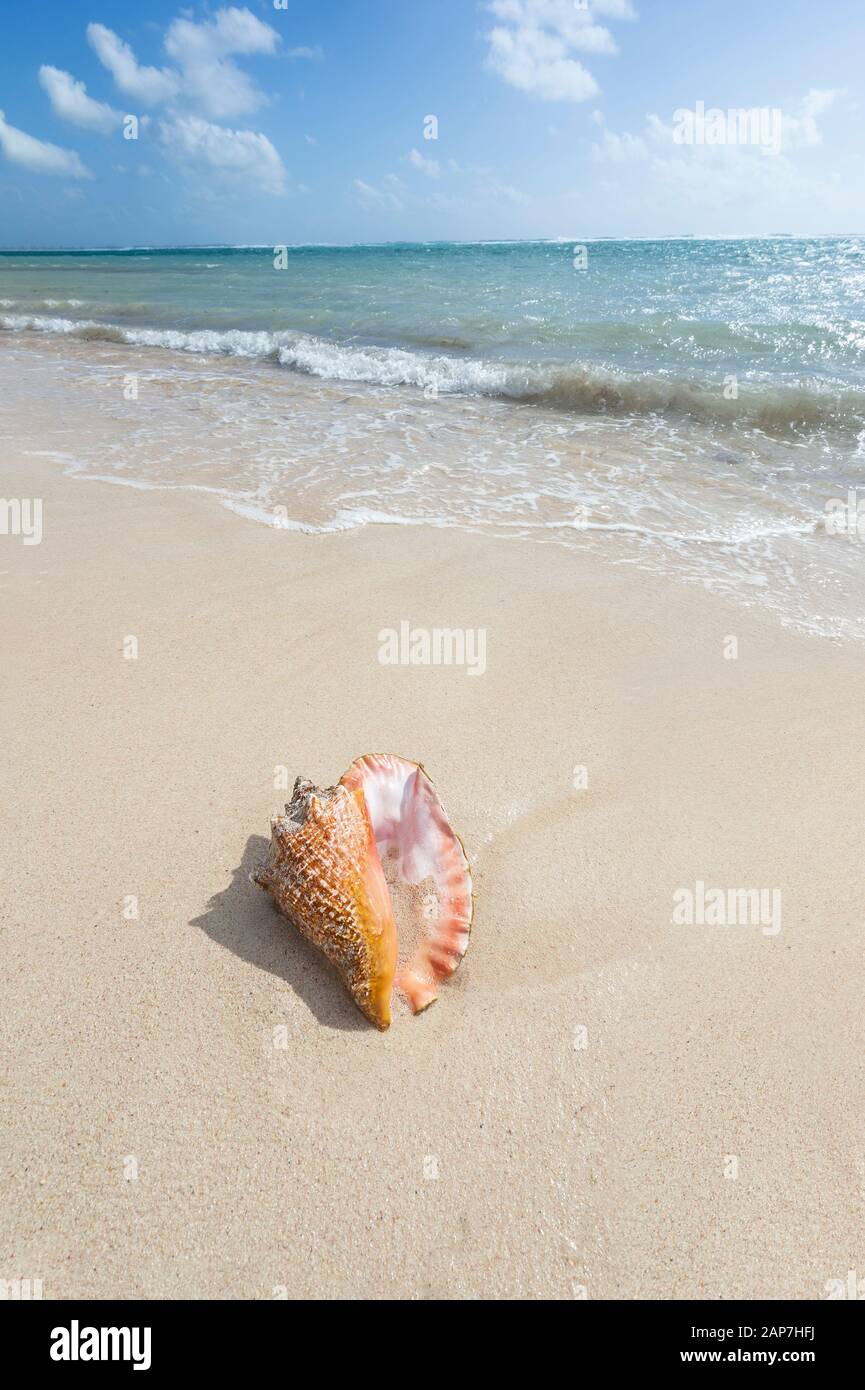 Conch Shell Washed Ashore On Beautiful Sandy Beach, Grand Cayman Island ...