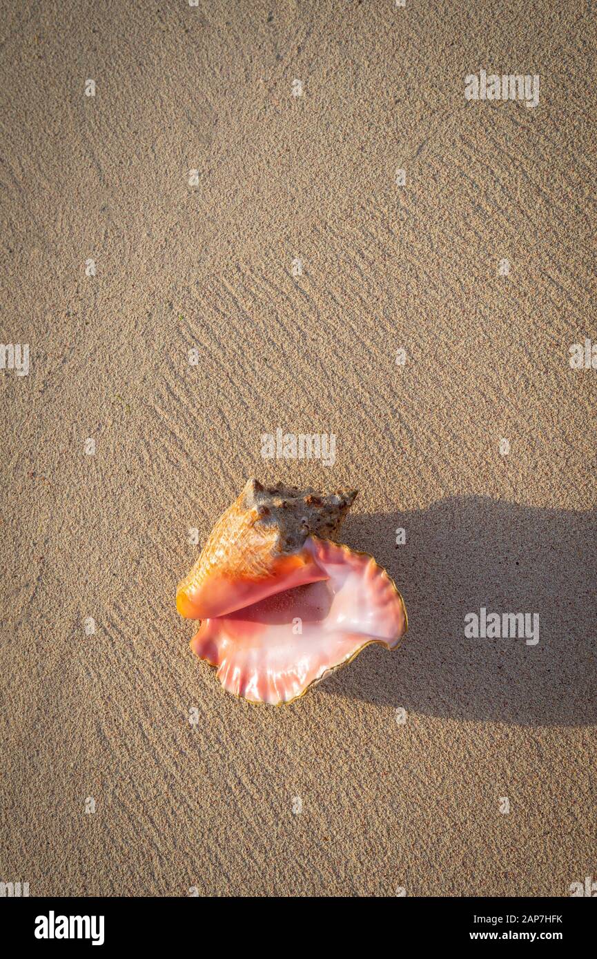 Conch Shell Washed Ashore On Beautiful Sandy Beach, Grand Cayman Island ...