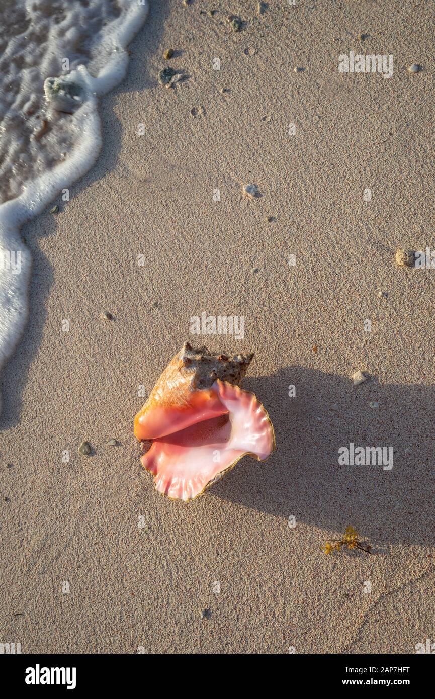 Conch Shell Washed Ashore On Beautiful Sandy Beach, Grand Cayman Island ...