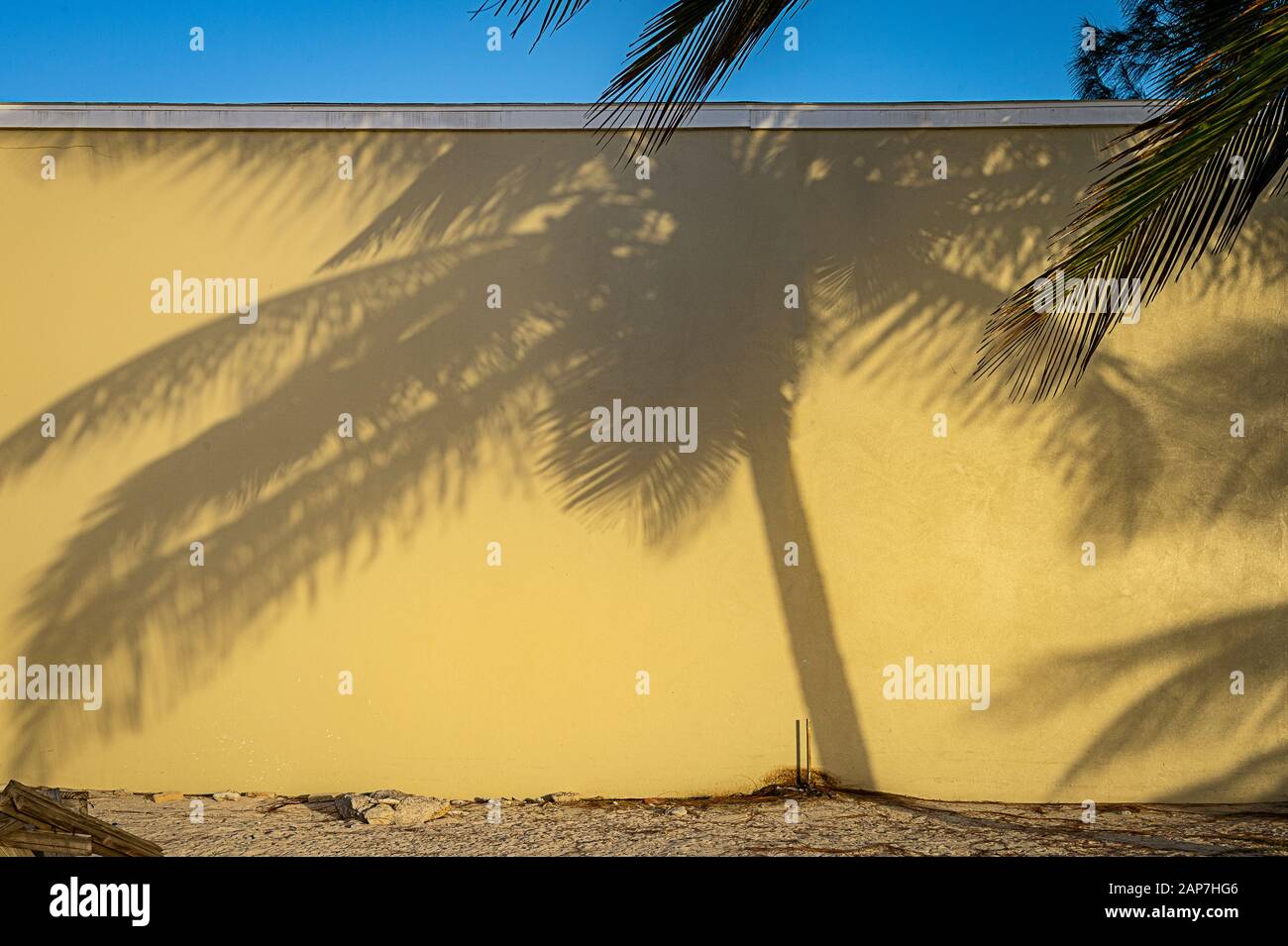Early morning sun casting palm tree shadow on wall Stock Photo - Alamy