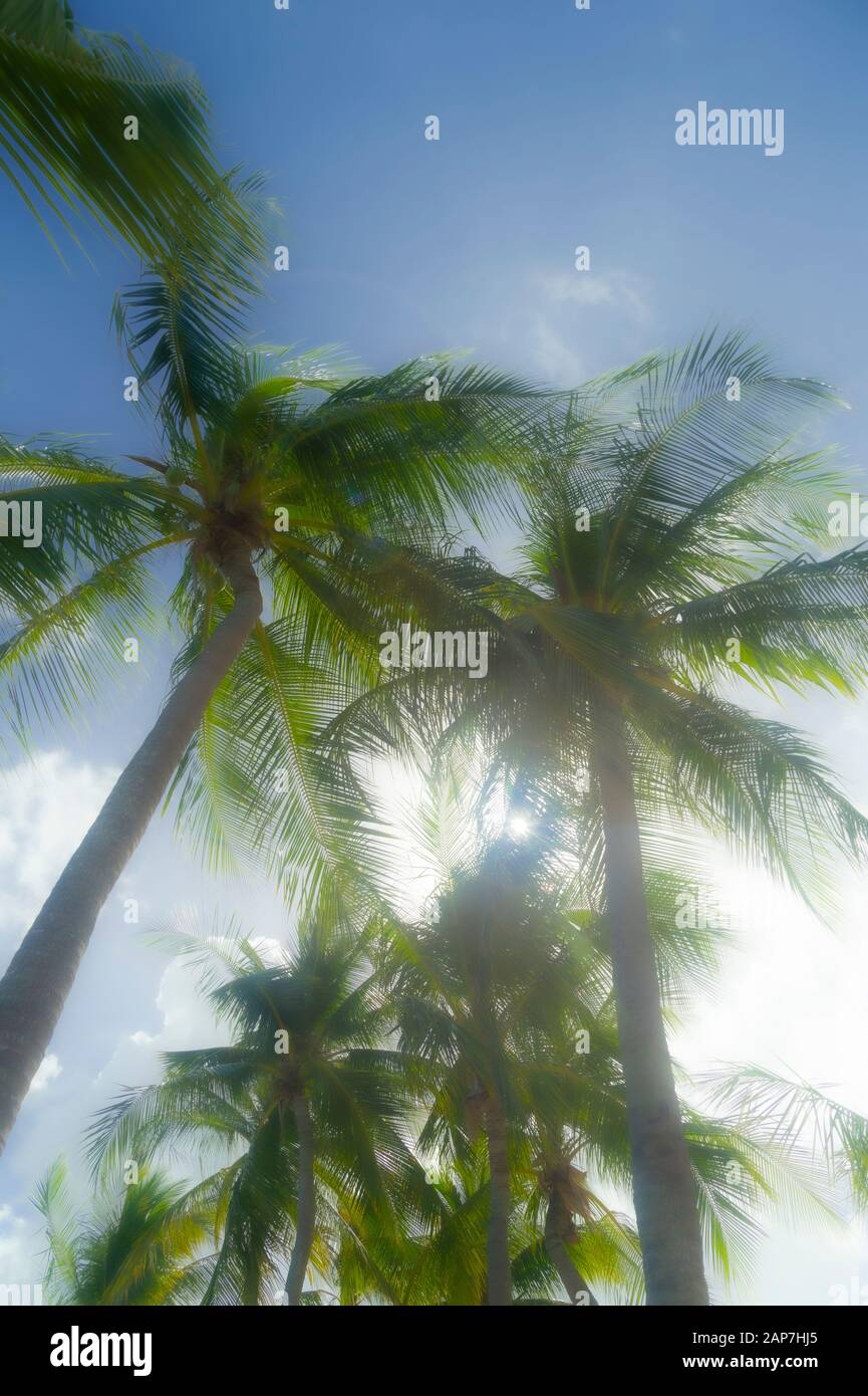 Fuzzy trees hi-res stock photography and images - Alamy