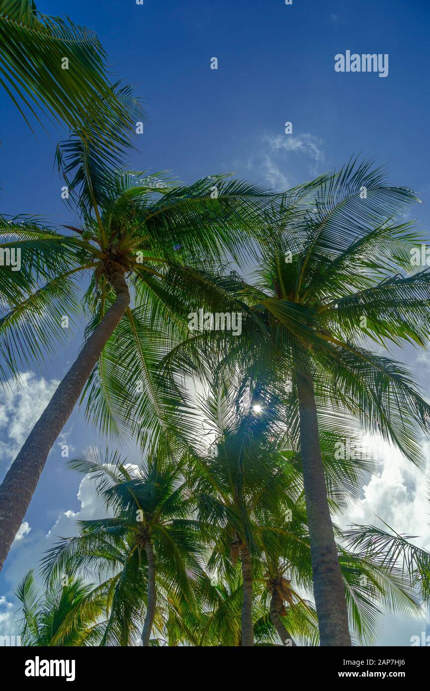 Tree trees palm hi-res stock photography and images - Alamy