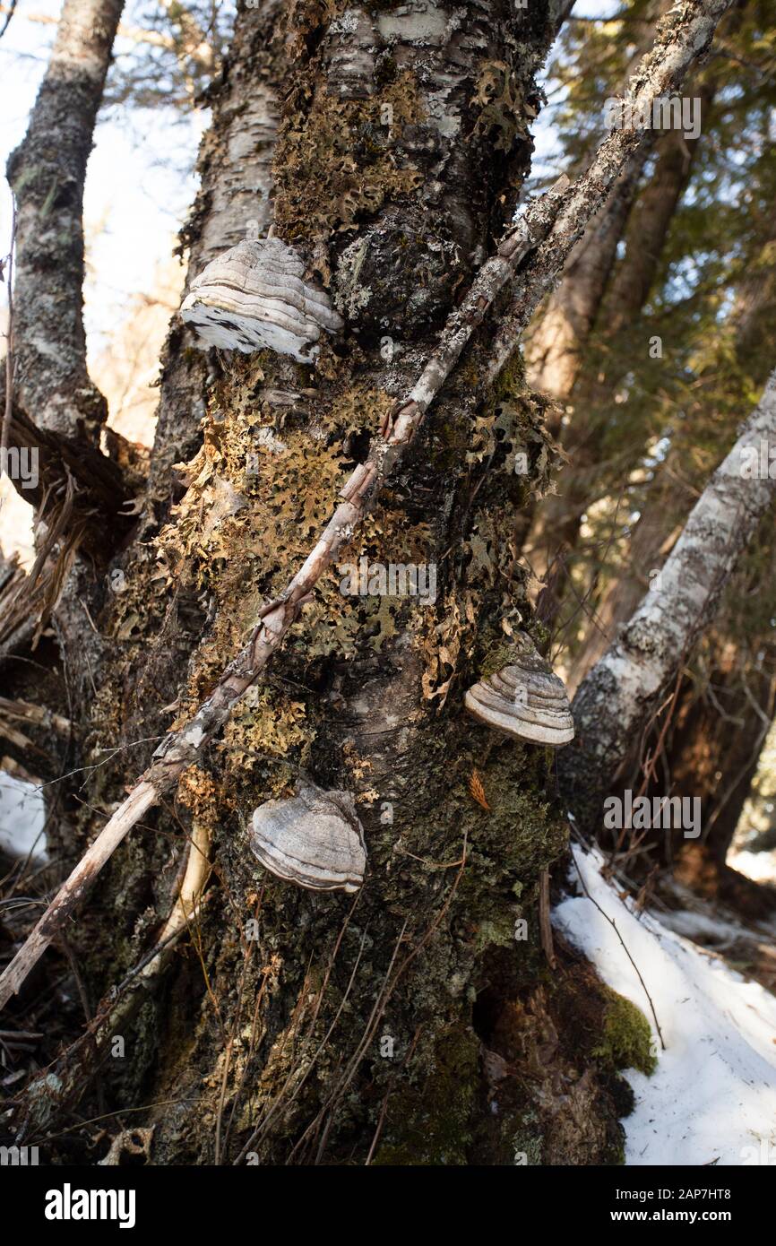Tinder Conk mushrooms, Fomes fomentarius, growing on a red birch tree ...