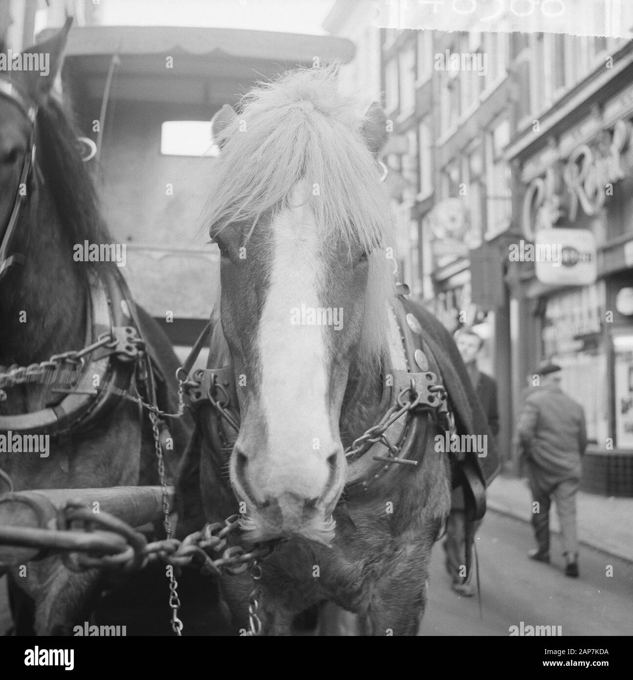Brewery horse hi-res stock photography and images - Alamy