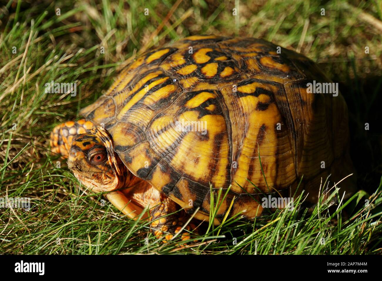 Golden color of a box turtle on the grass Stock Photo - Alamy
