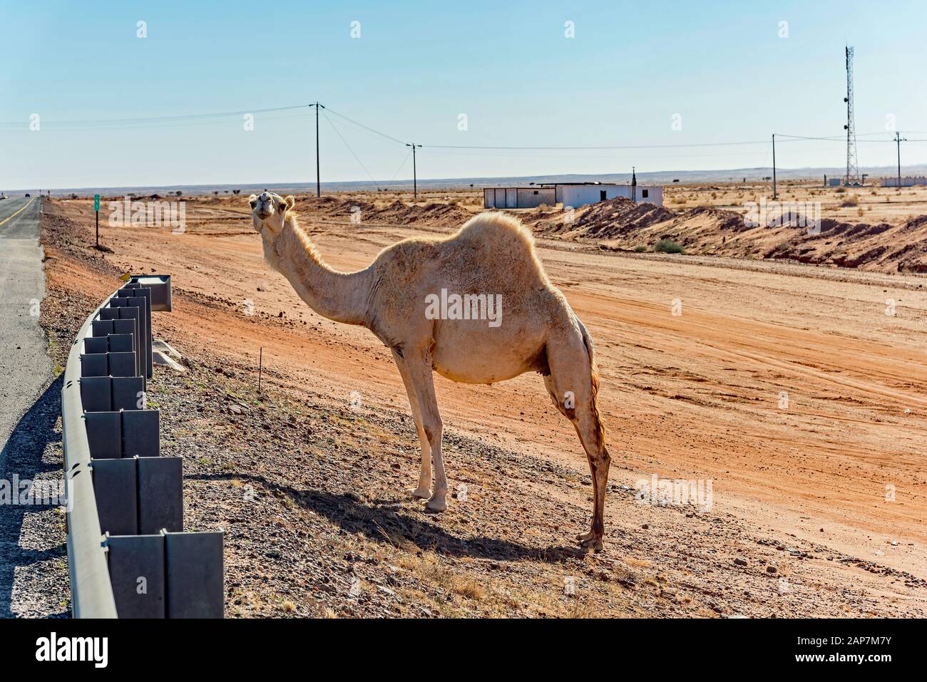Free-range camels in Saudi Arabia Stock Photo - Alamy