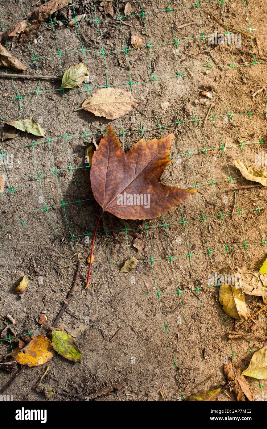 Dry tree leaf as an Autumn background Stock Photo - Alamy