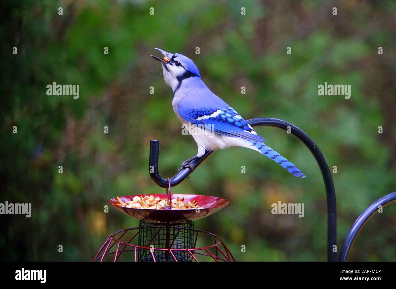 A beautiful Blue Jay eating peanuts from a bird feeder Stock Photo - Alamy
