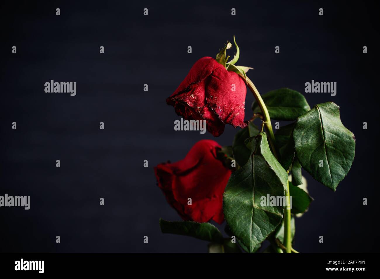 Withered rose on dark gray background and wooden table with fall petals ...