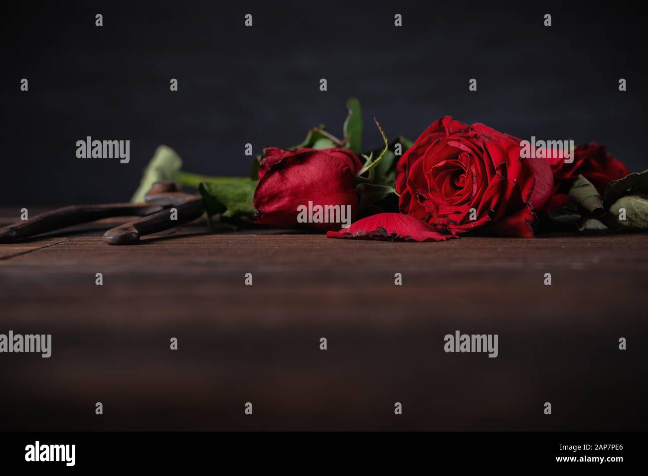 Withered rose on dark gray background and wooden table with fall petals ...