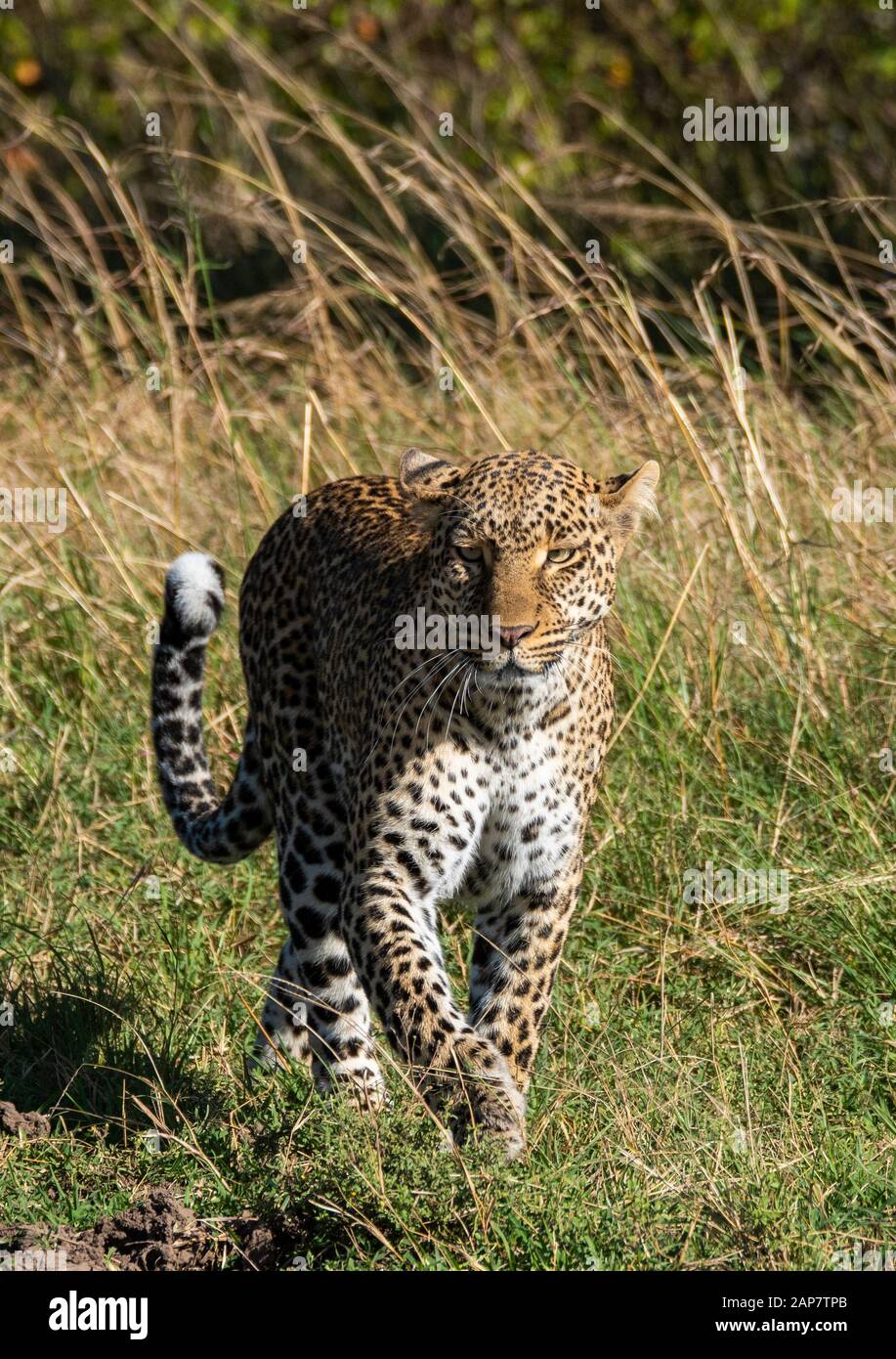 A female leopard walking in the grasslands of Masai Mara National ...