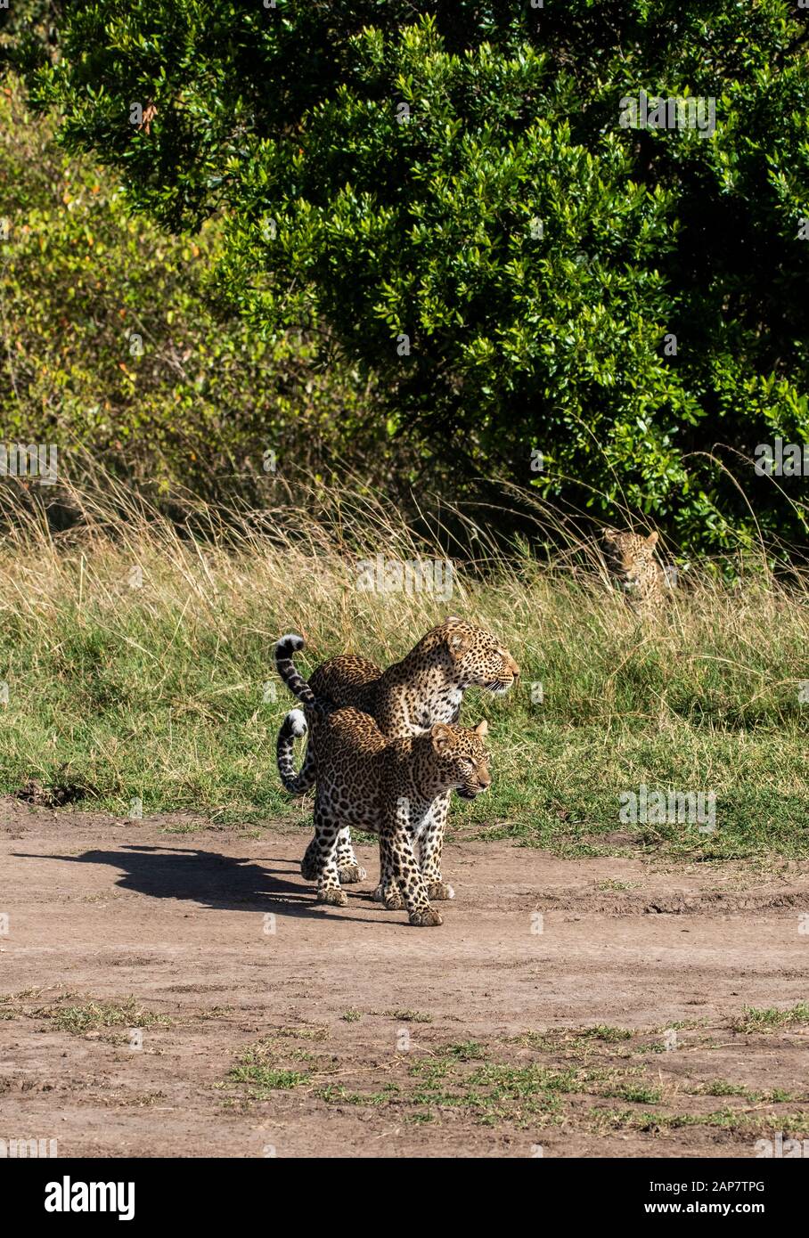 A leopard family with two cubs emerging from the bushes inside Masai ...