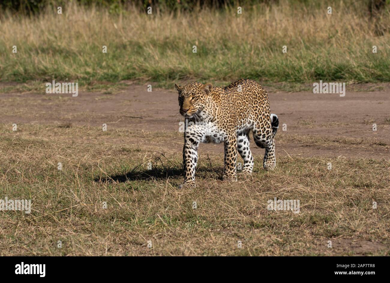 A female leopard walking in the grasslands of Masai Mara National ...