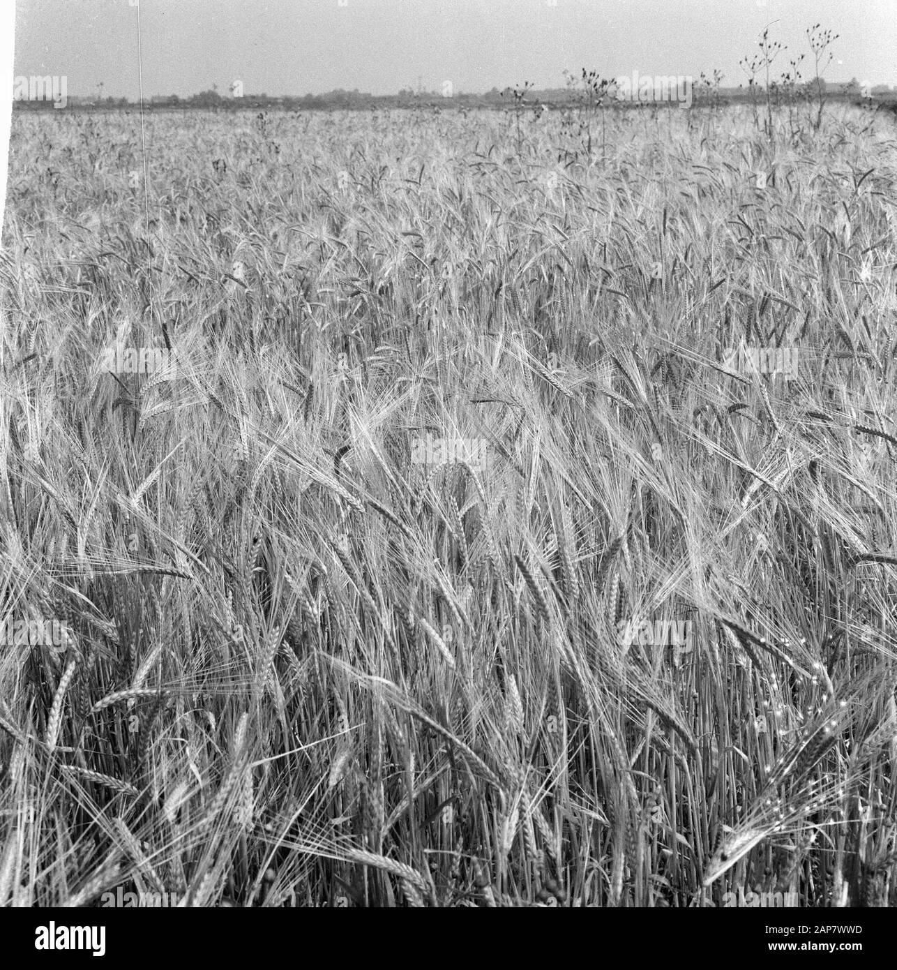 22 july 1964 hi-res stock photography and images - Alamy
