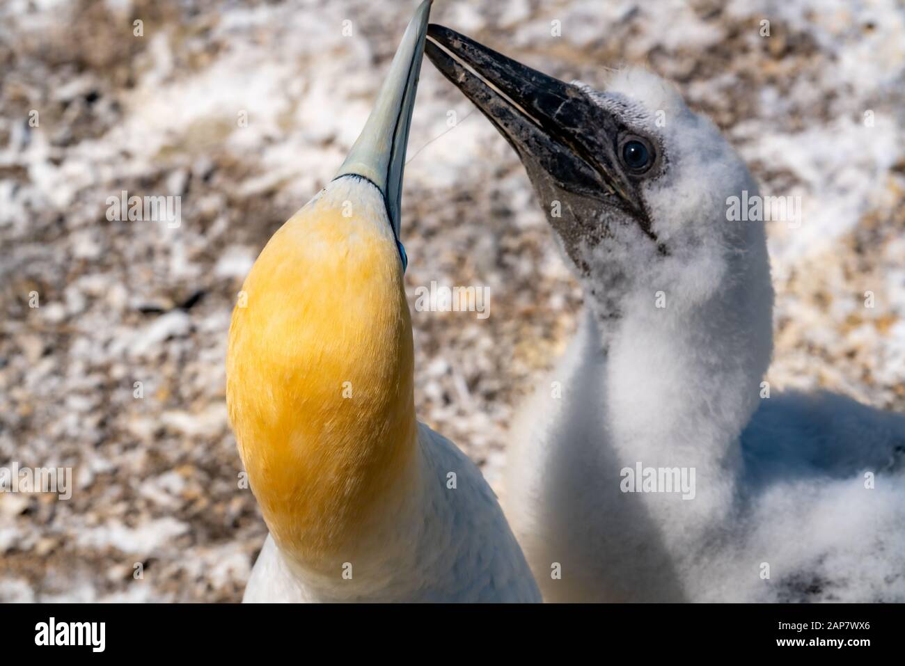 Gannet with check hi-res stock photography and images - Alamy
