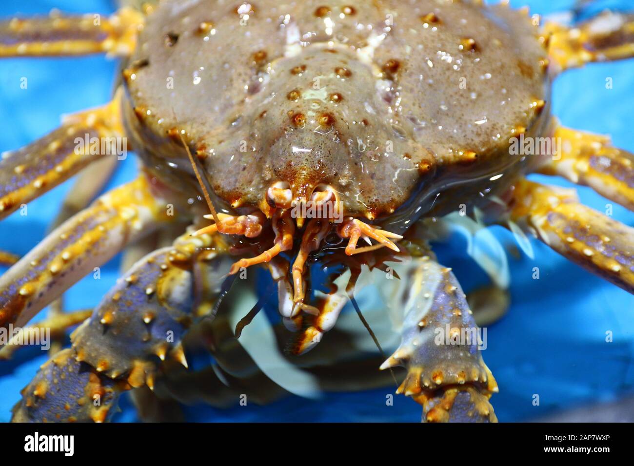 macro view of Fresh King Crab Stock Photo - Alamy