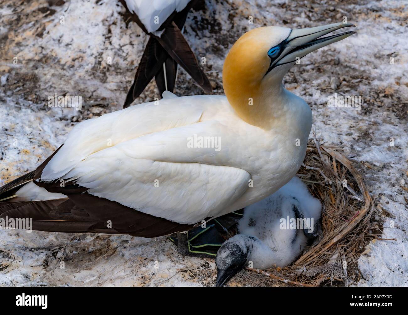 Gannet with check hi-res stock photography and images - Alamy