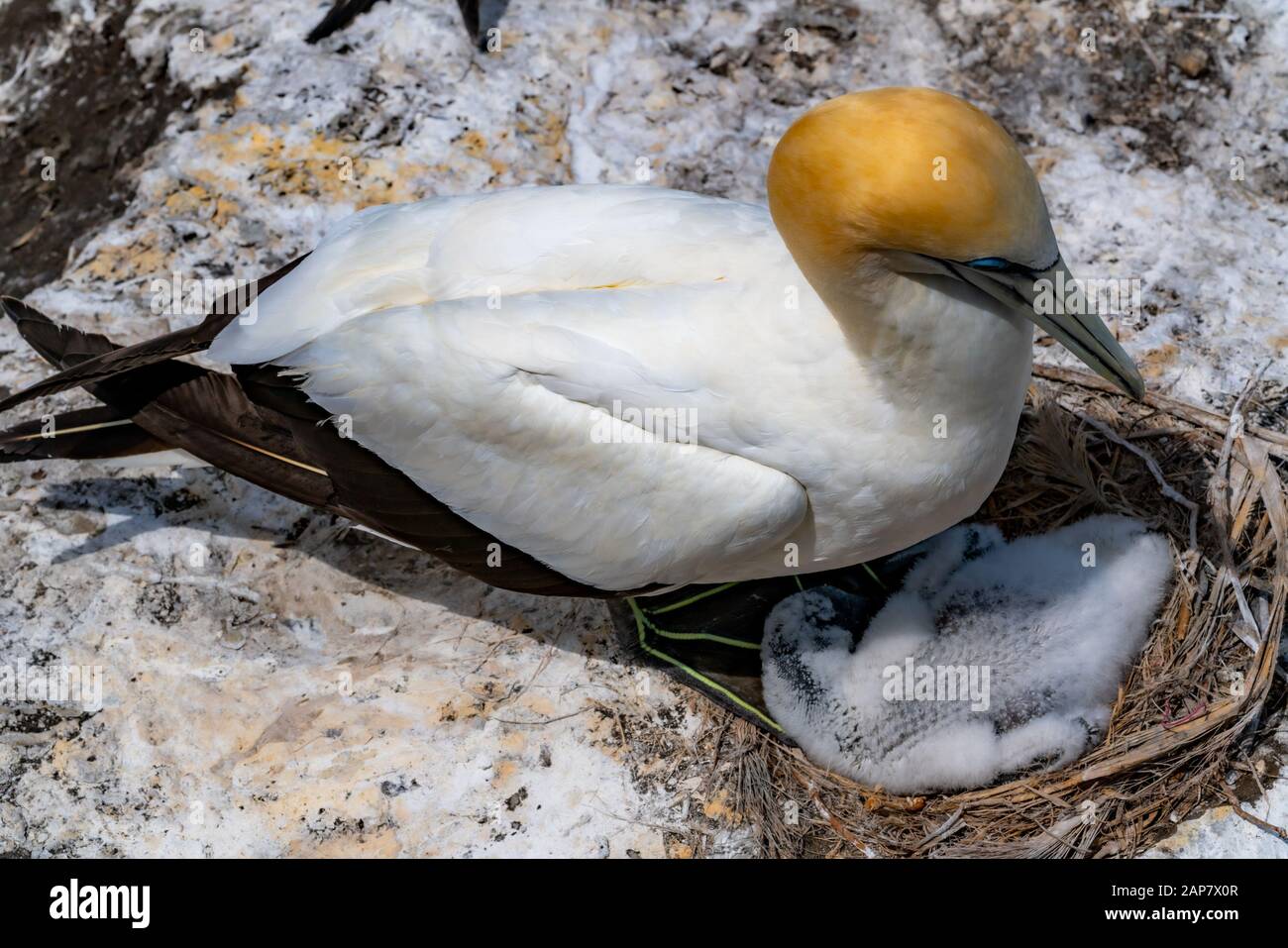 Gannet with check hi-res stock photography and images - Alamy