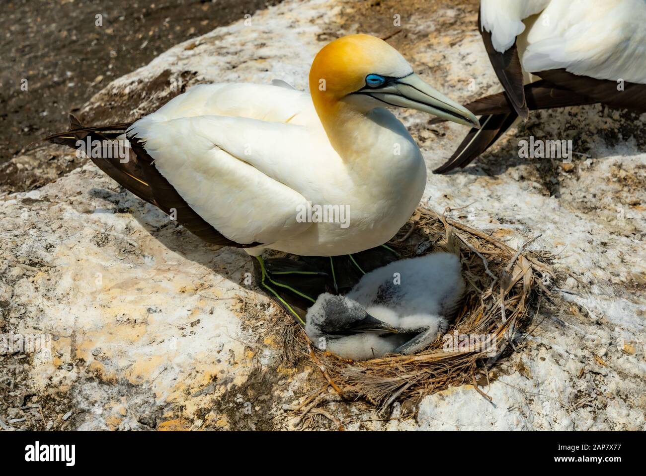 Gannet with check Stock Photo - Alamy