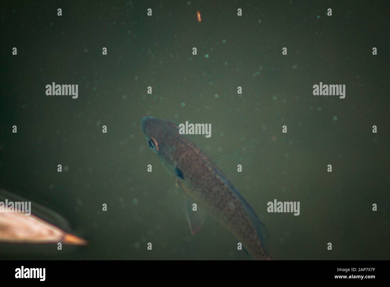 Fish swimming by in the japanese gardens at the Frederik Meijer Gardens ...